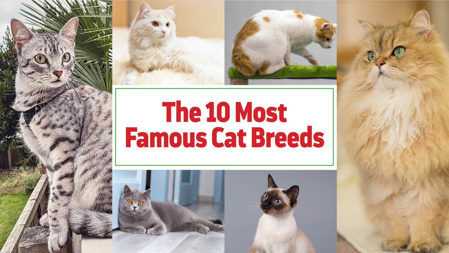 The 10 Most Famous Cat Breeds of 2020 – Twin Kats
